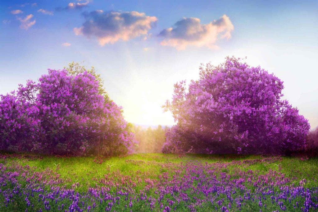 Best Lenses for Landscape Photography - 42West, Adorama