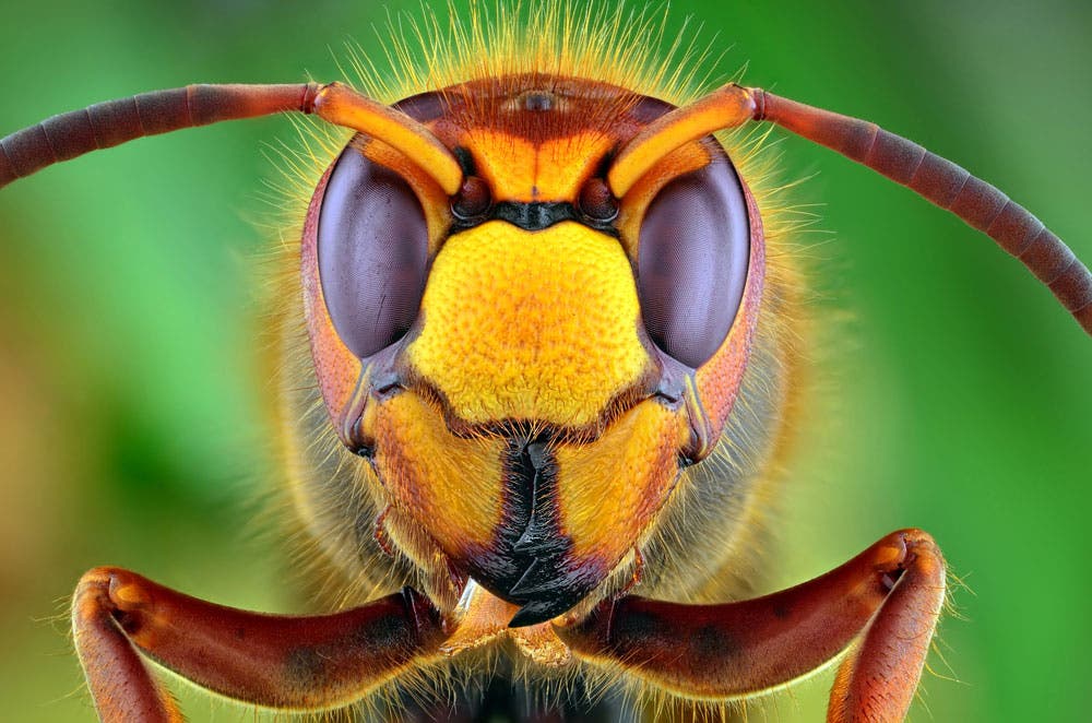 FAQ What Is A Macro Lens Adorama