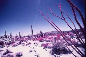 Experiments in Infrared Photography: Baja, Mexico - Adorama