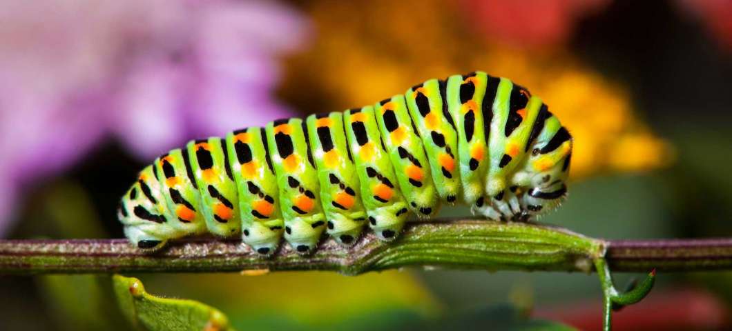 Top 10 Macro Photography Tips - ALC Top 10 Macro Photography Tips - ALC