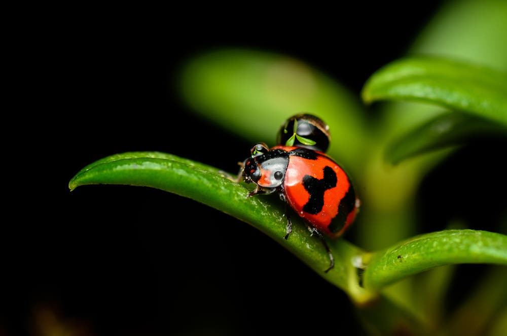 Top 15 Macro Photography Tips 42West