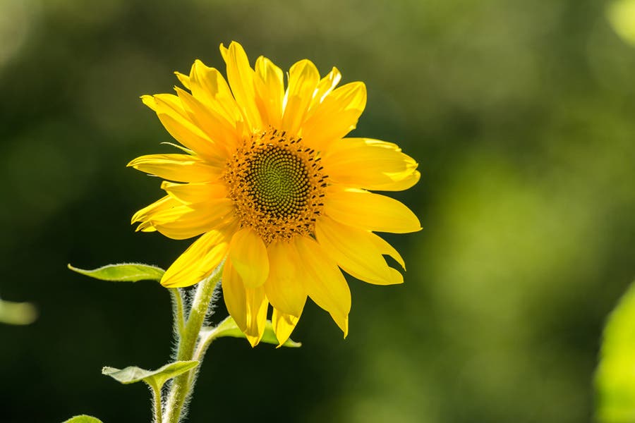 Basic Photography Composition Techniques Adorama