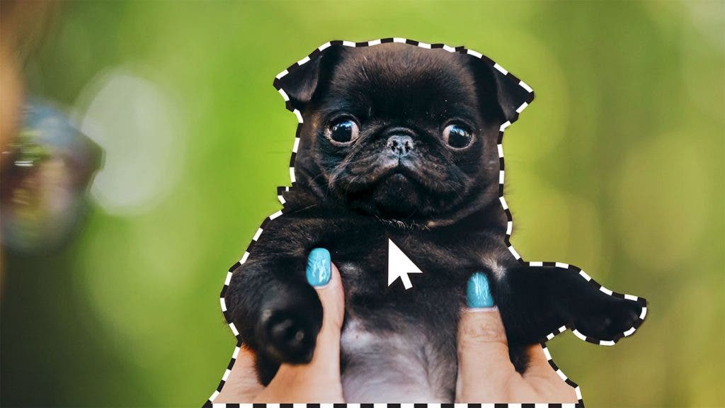 Adobe Introduces Photoshop Elements 2021 & Premiere Elements 2021