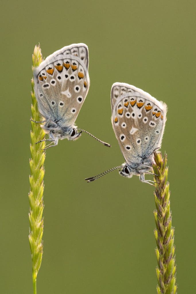 How to Photograph the Monarch Butterfly Migration - 42West