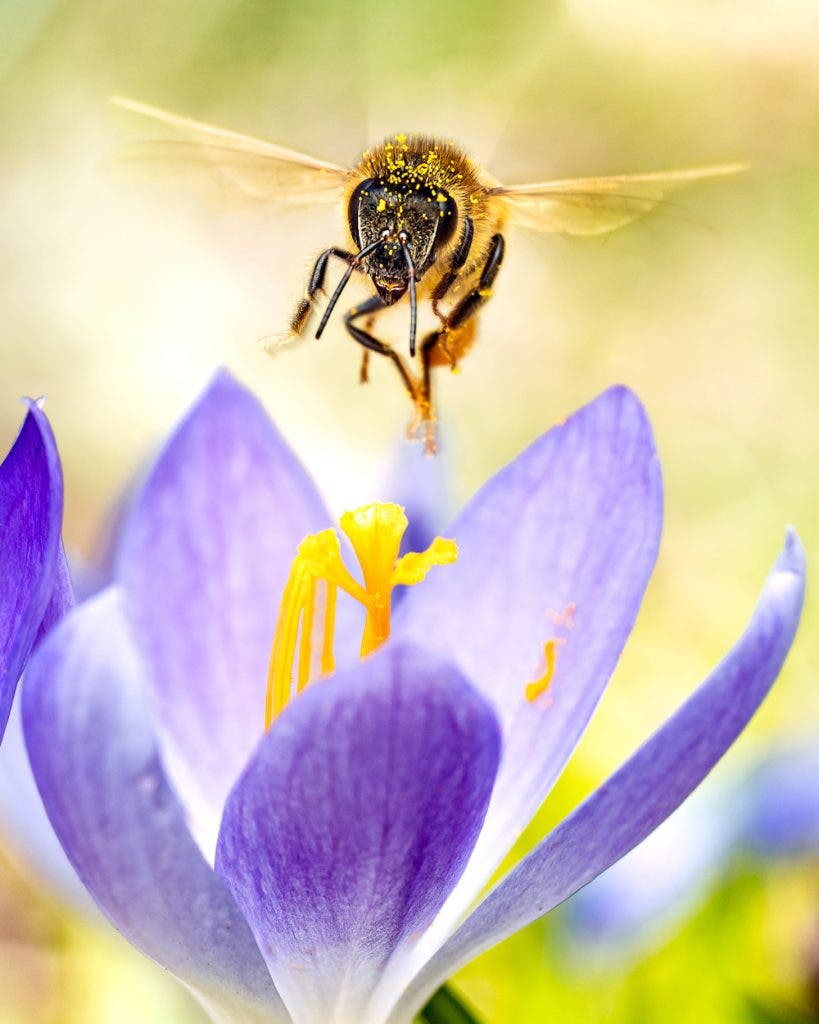 9 Tips for Beginner Insect Photography - 42West