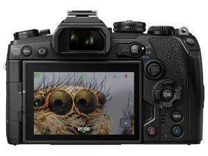 9 Tips for Beginner Insect Photography - 42West