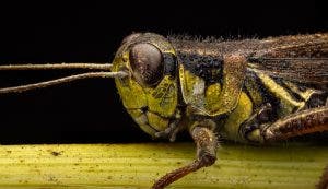 9 Tips for Beginner Insect Photography - 42West