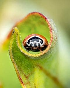 9 Tips for Beginner Insect Photography - 42West