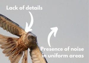 Camera Basics: What is ISO? - Adorama