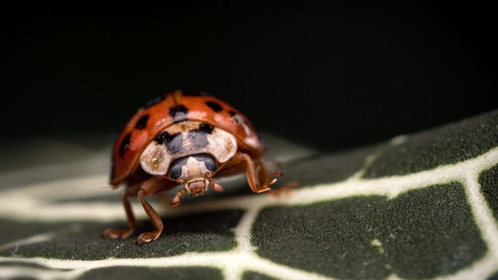 Best Camera Settings for Macro Photography - 42West, Adorama