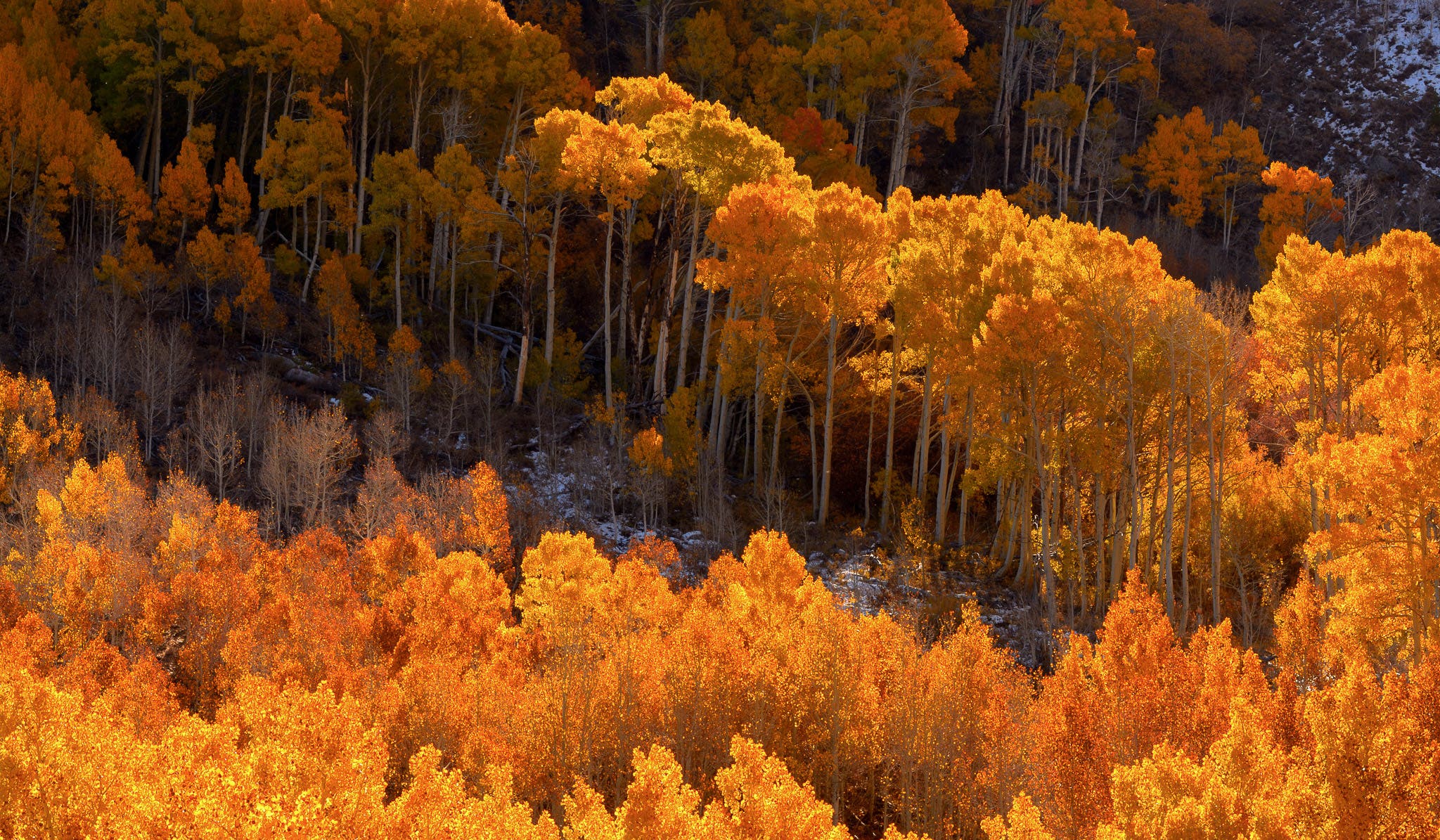 7 Forest Photography Ideas - Adorama
