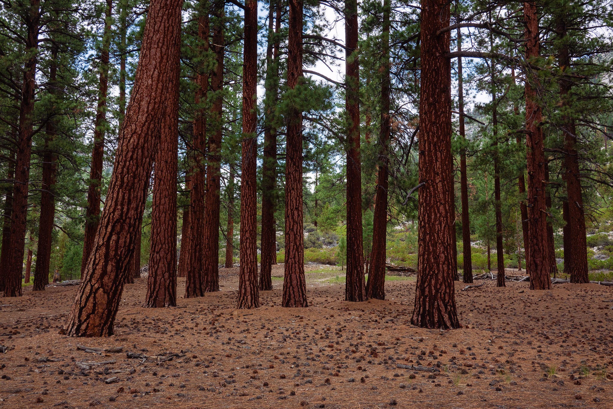 7 Forest Photography Ideas - Adorama