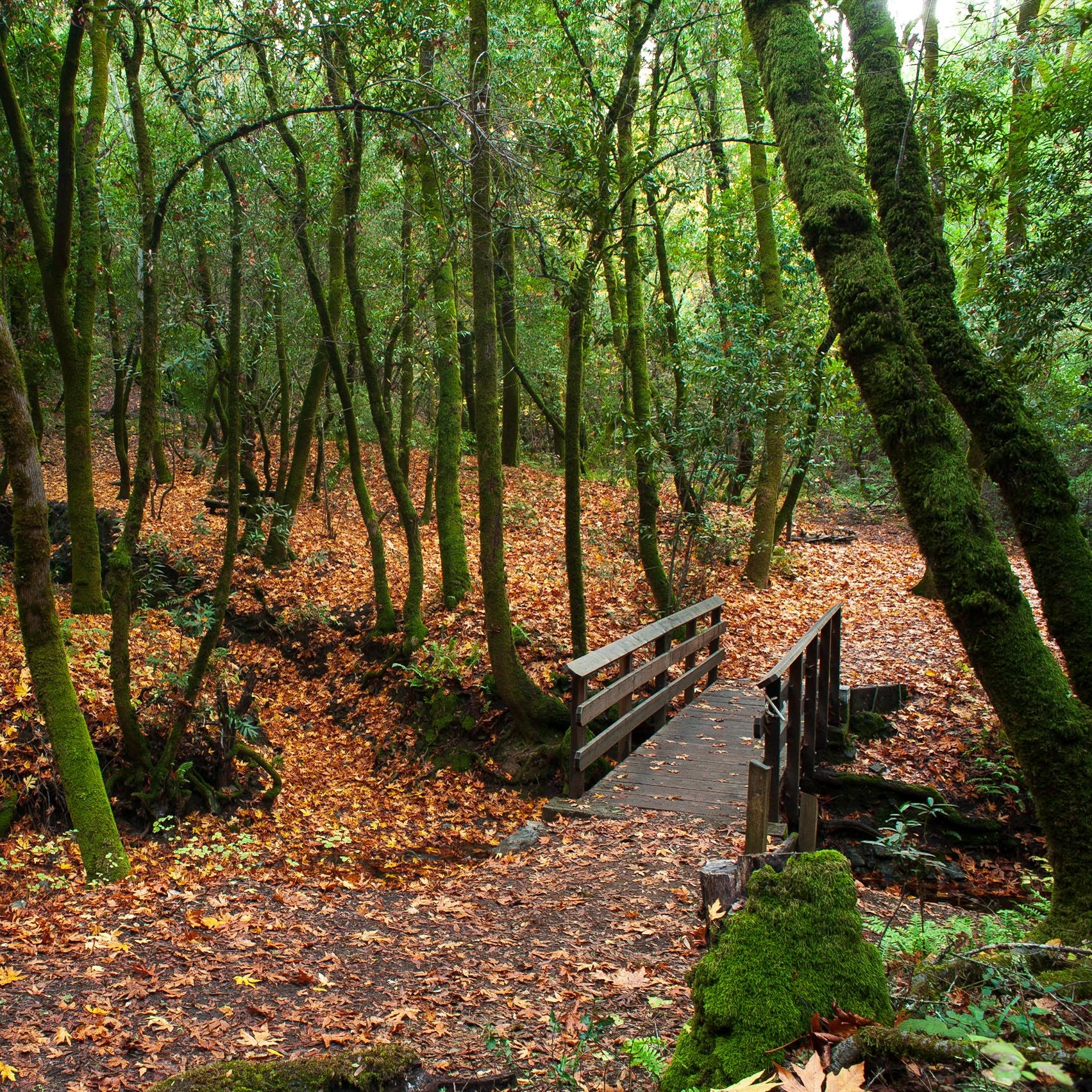 7 Forest Photography Ideas - Adorama