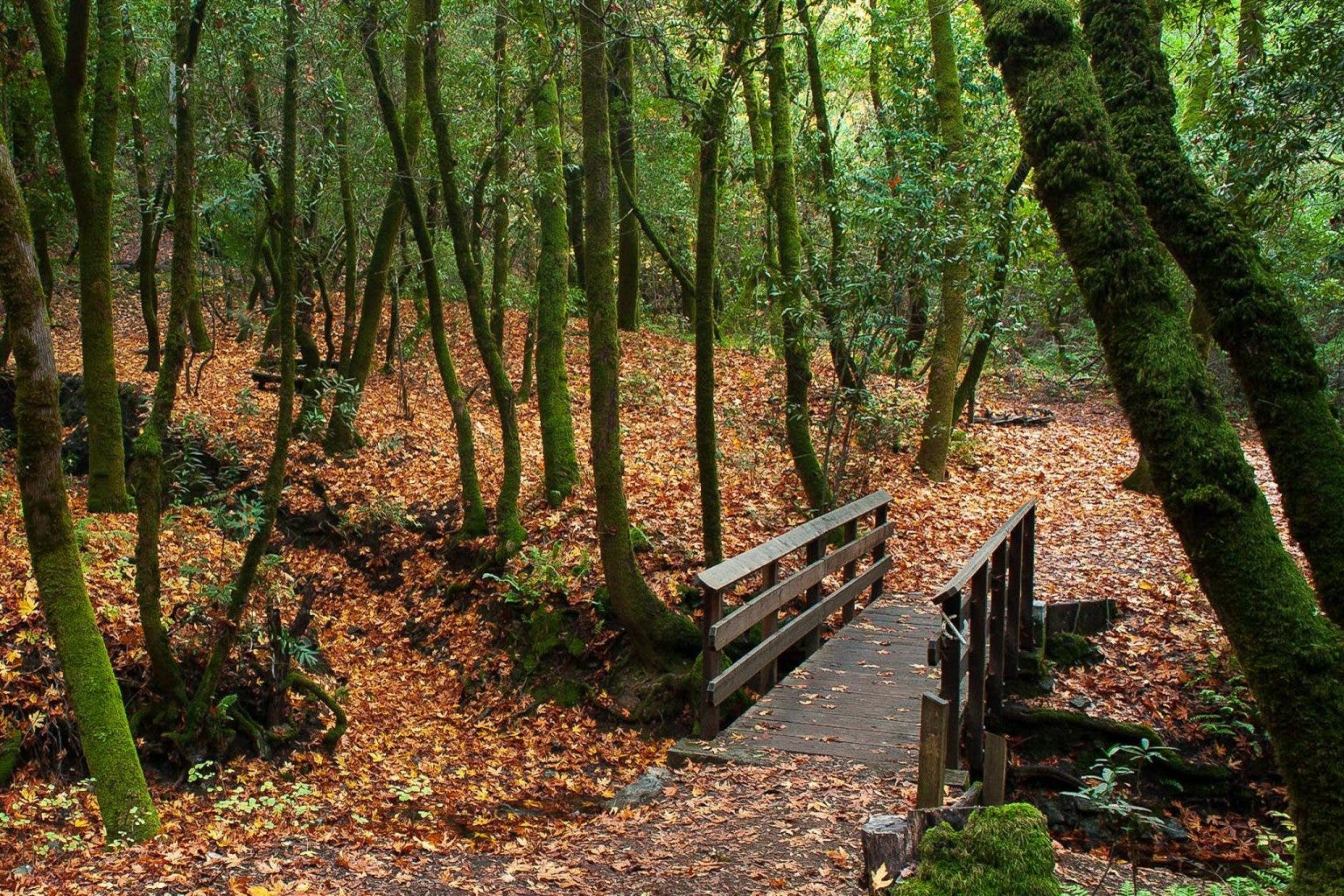 7 Forest Photography Ideas - Adorama