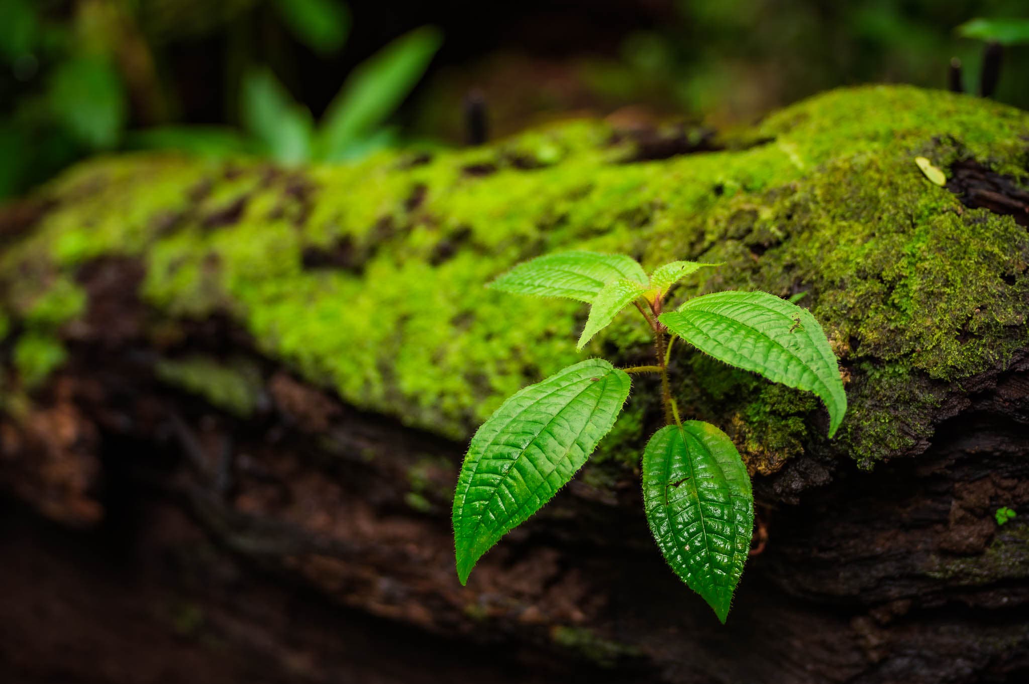 7 Forest Photography Ideas - Adorama