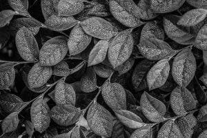 The Ultimate Guide to Contrast in Photography