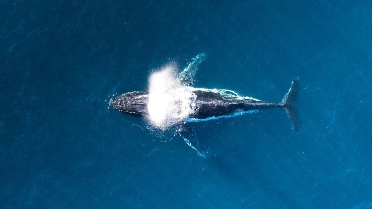 Whale Photography