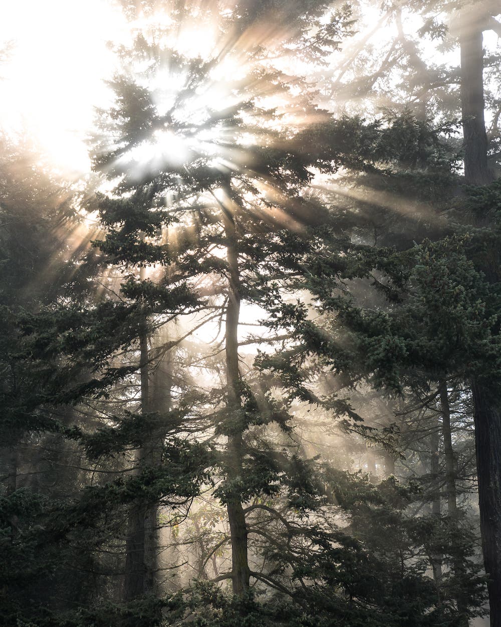 Fog Photography: Tips You Need to Know - 42West