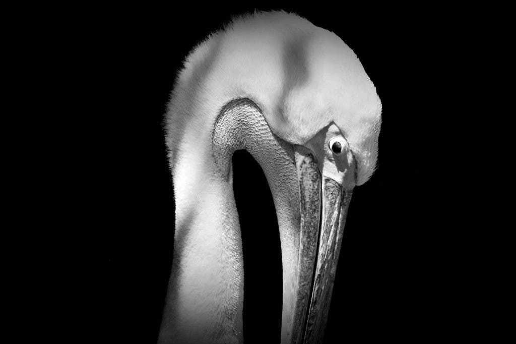 Shadow Photography Ideas, Tips and Examples - Adorama