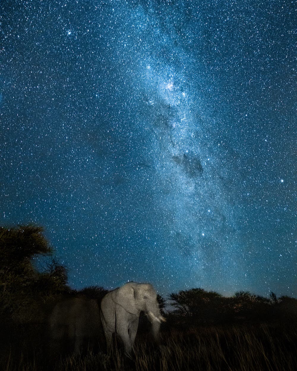How to Capture Animal Photography at Night - 42West, Adorama