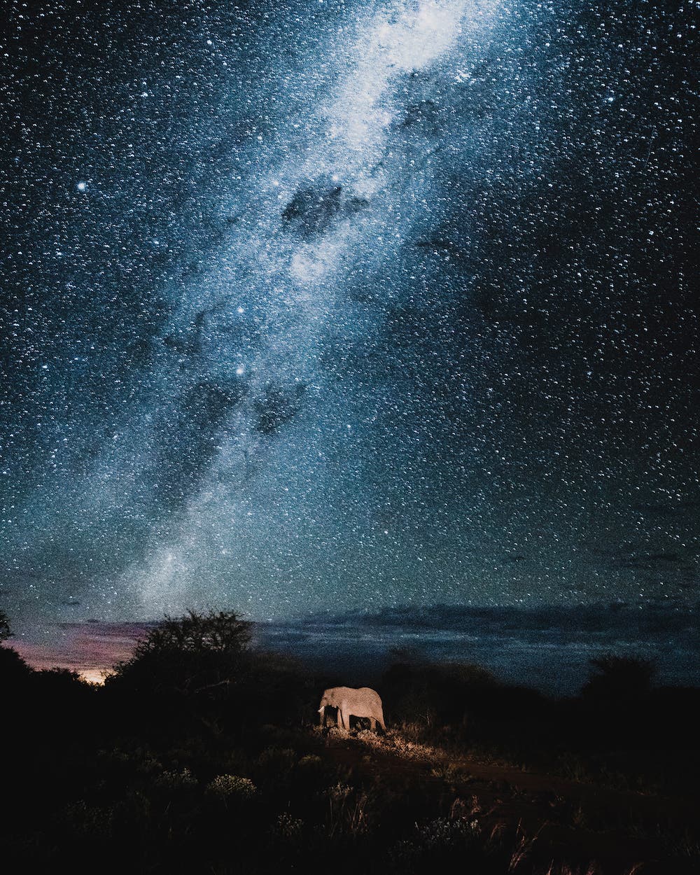 How to Capture Animal Photography at Night - 42West, Adorama