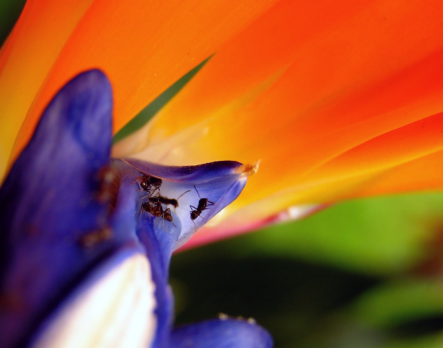 8 Vibrant Photography Tips for Colorful Images that Pop