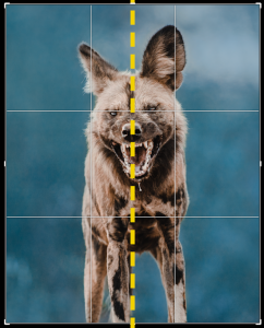 Understanding Composition in Animal Photography - 42West