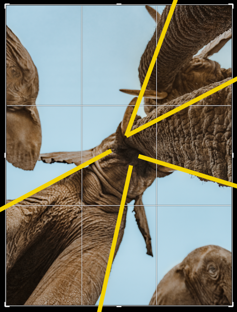 Understanding Composition in Animal Photography - 42West