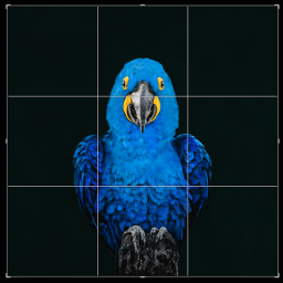 Understanding Composition in Animal Photography - 42West