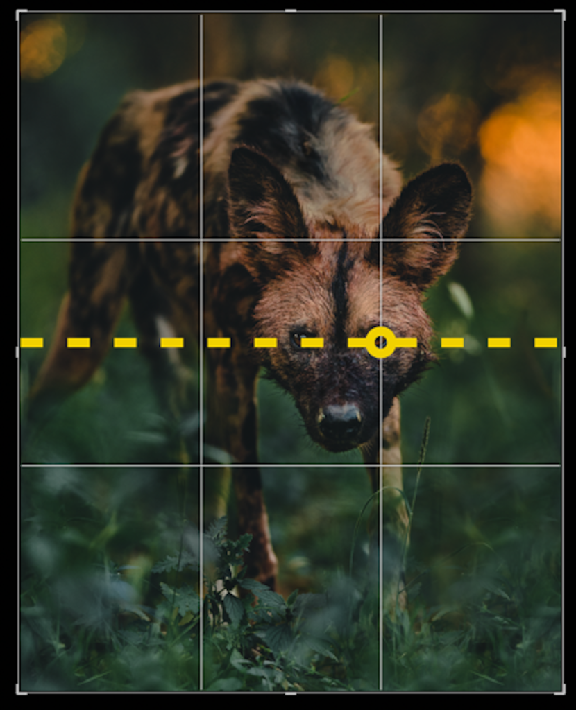 Understanding Composition in Animal Photography - 42West