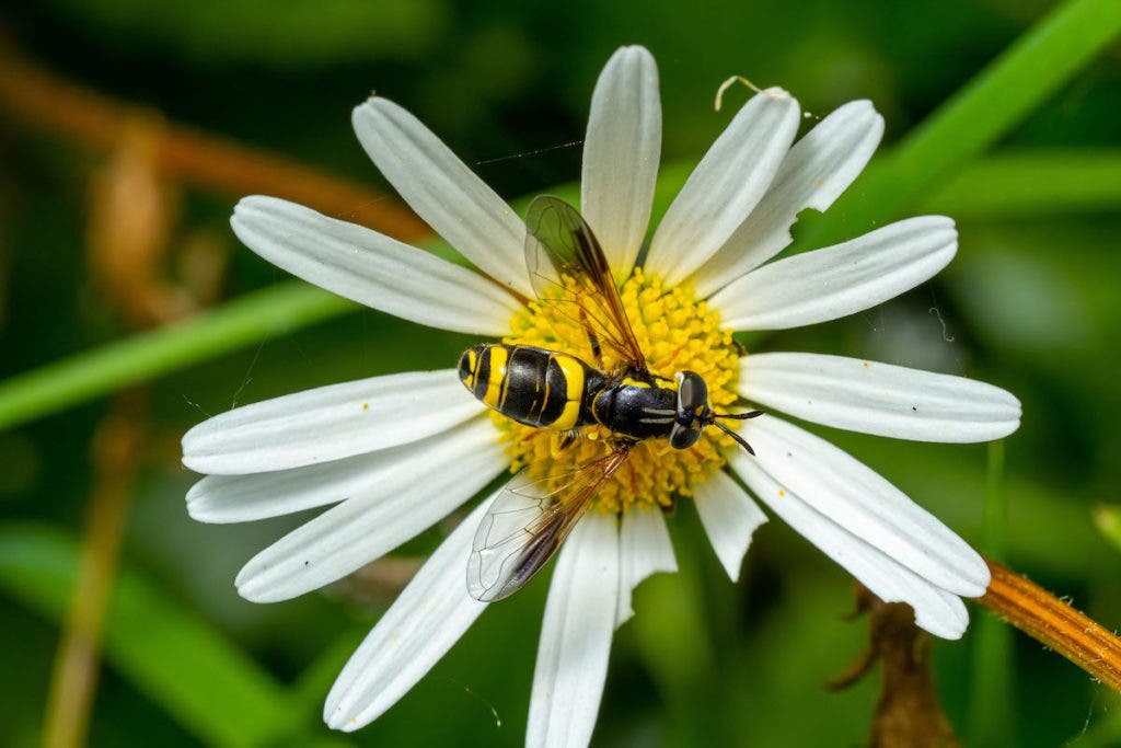 A Guide to Garden Photography Using a Macro Lens - 42West