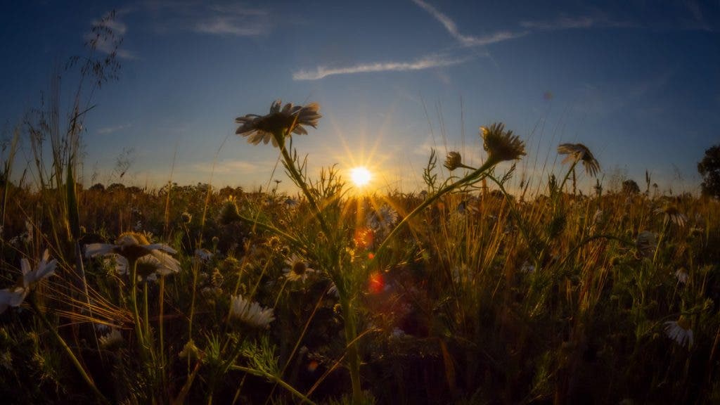 How to Use Starburst Effect in Photography - 42West, Adorama