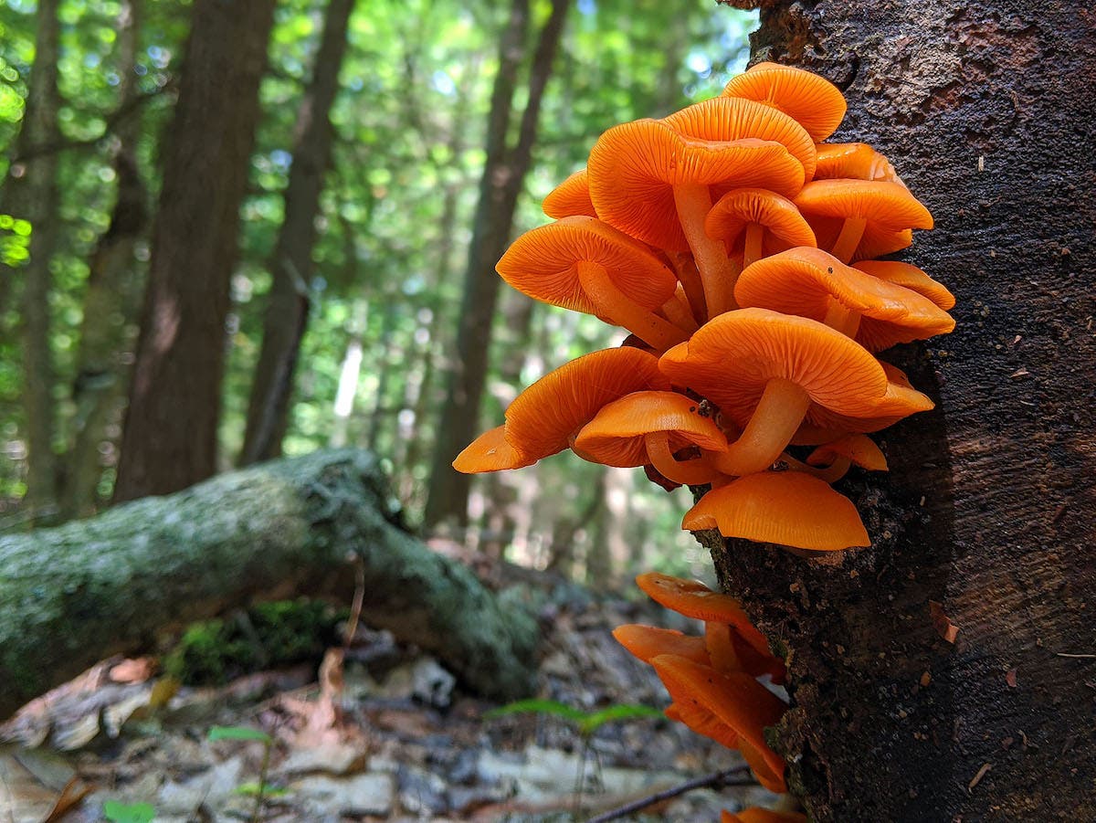 How to Use the Color Orange in Photography - 42West, Adorama