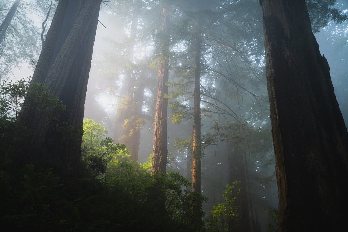 This Tone Curve Trick Adds Depth to Your Photos - Adorama