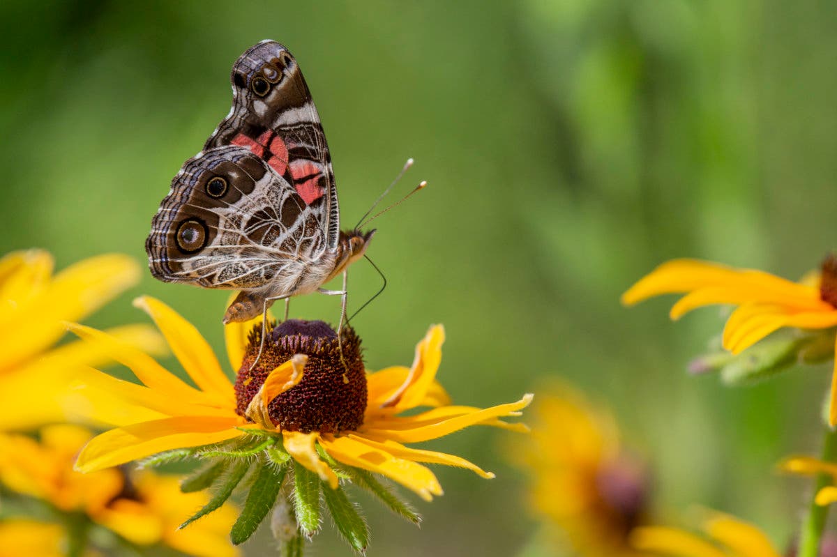 How a Conservation Photographer Became a Nat Geo Explorer Adorama