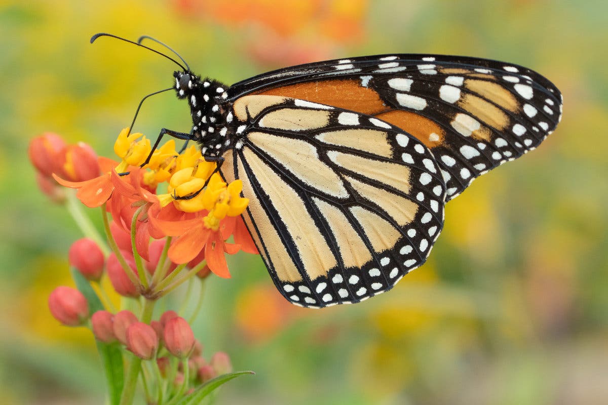 Lens in Focus: The All-Around Tamron 50-400mm Lens for the Varied ...