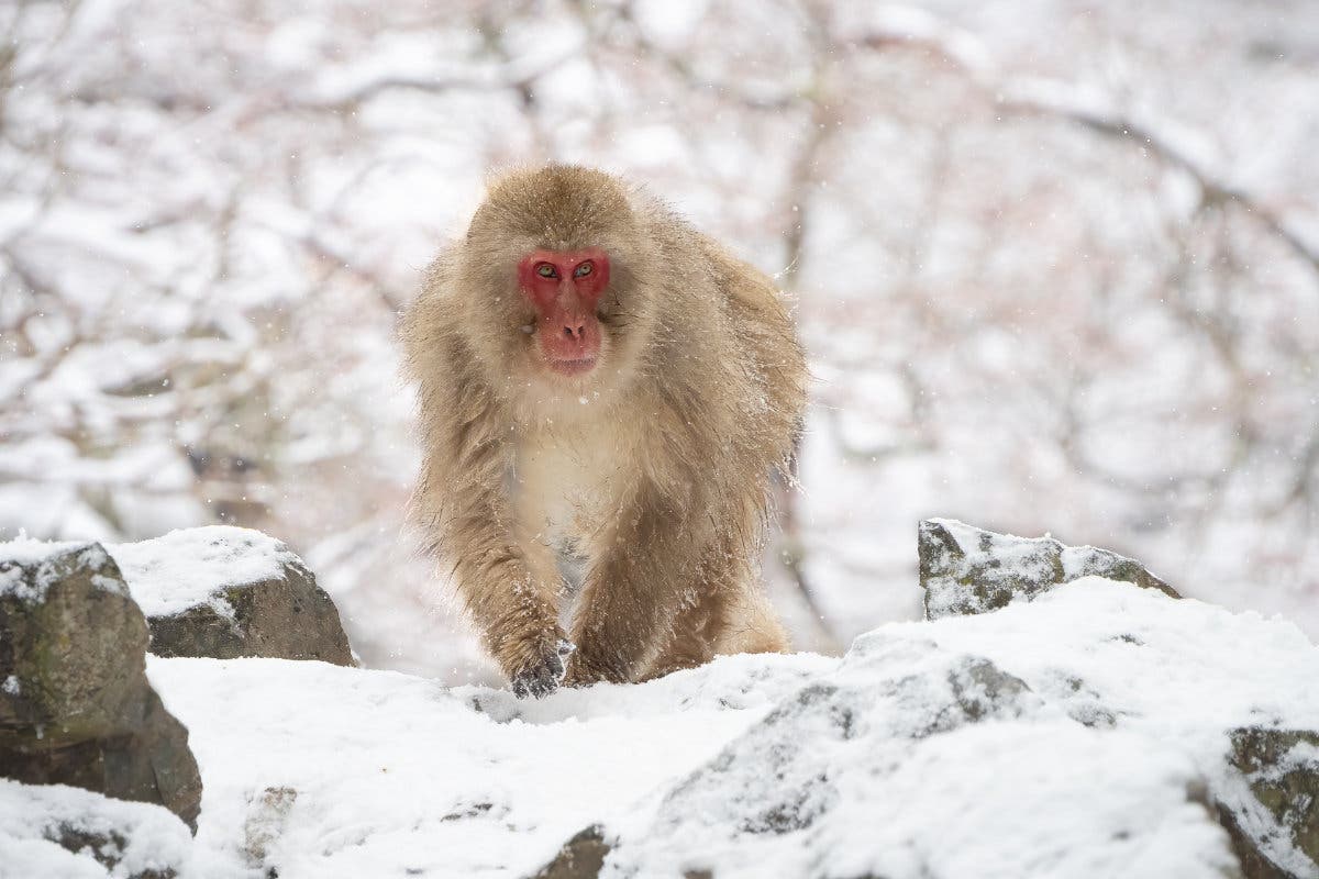 Lens in Focus: The All-Around Tamron 50-400mm Lens for the Varied ...
