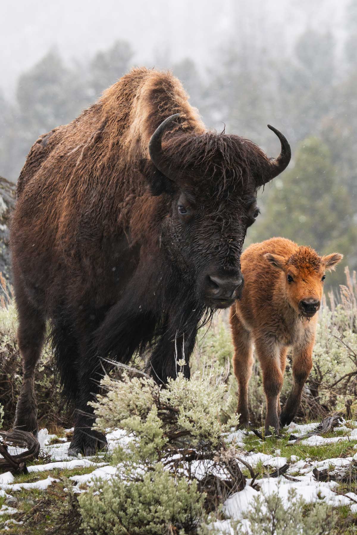 7 Tips for Better Wildlife Photos - Adorama