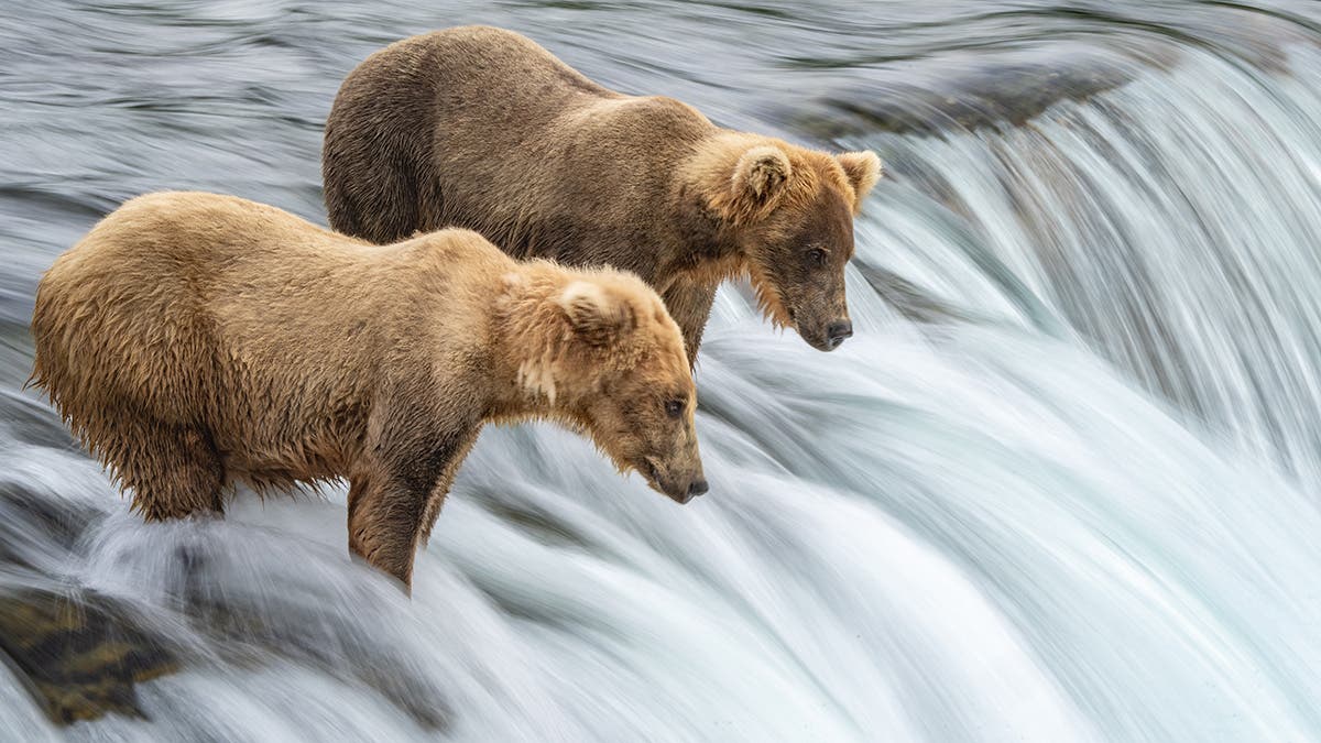 Ways Photography and Guides Help Protect Alaska's Brown Bears