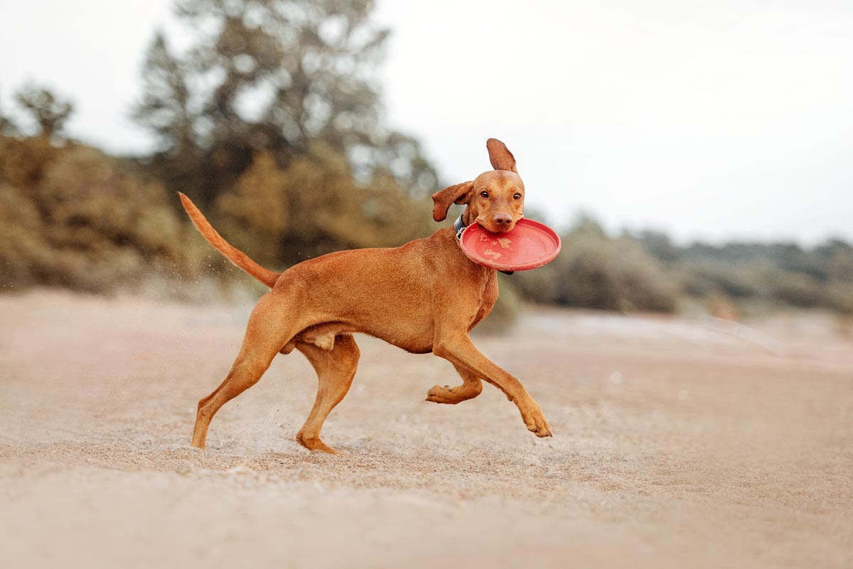 Unique Pet Photography: Ideas To Capture Stunning Pet Photos - Adorama