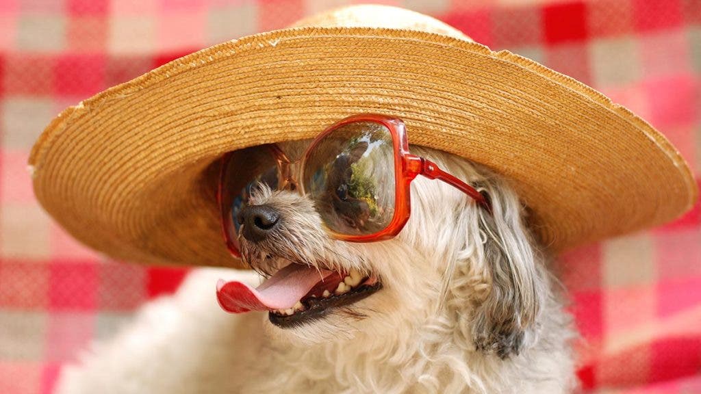 Unique Pet Photography: Ideas To Capture Stunning Pet Photos - Adorama