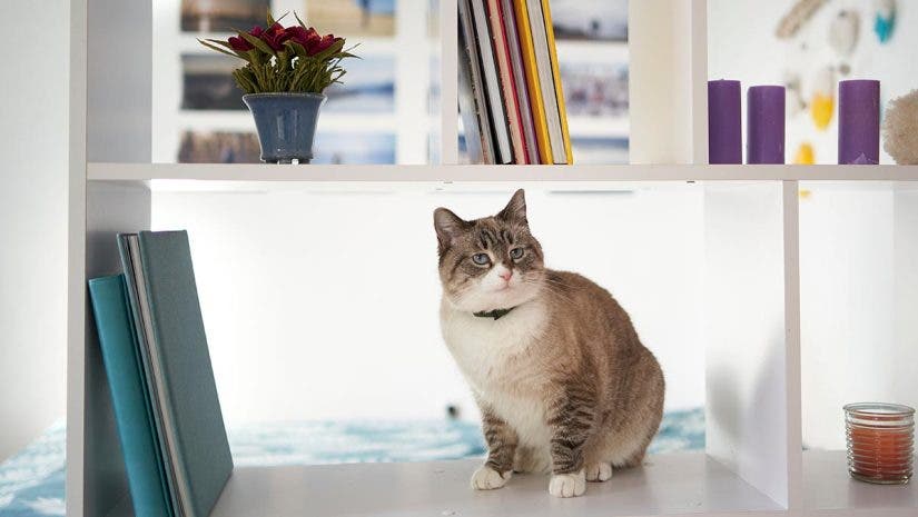 Unique Pet Photography: Ideas To Capture Stunning Pet Photos - Adorama