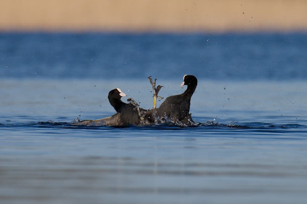 5 Hacks to Get Amazing Photos with a Budget Wildlife Lens - Adorama
