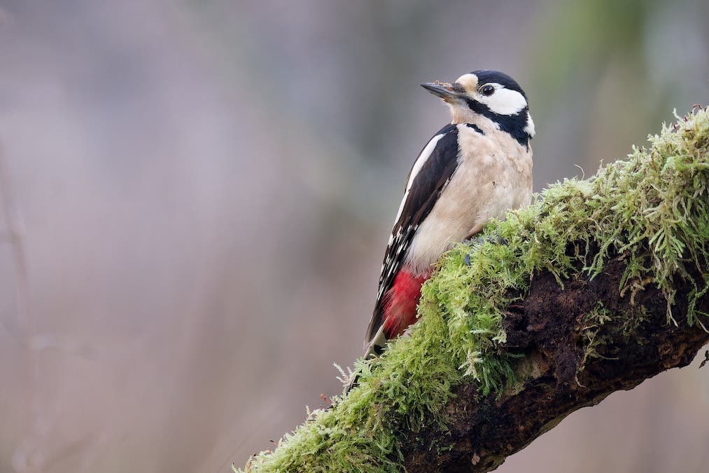 5 Hacks to Get Amazing Photos with a Budget Wildlife Lens - Adorama