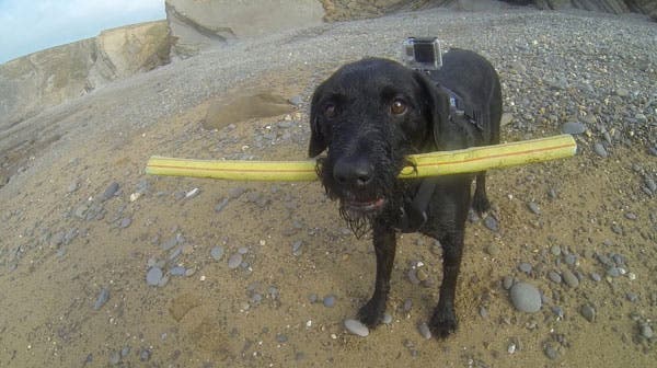 GoPro Fetch Dog Harness for All GoPro Cameras ADOGM-001 - Adorama