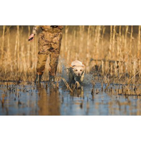 Garmin Delta SE Dog Training System with Dog Collar and Handheld Device ...